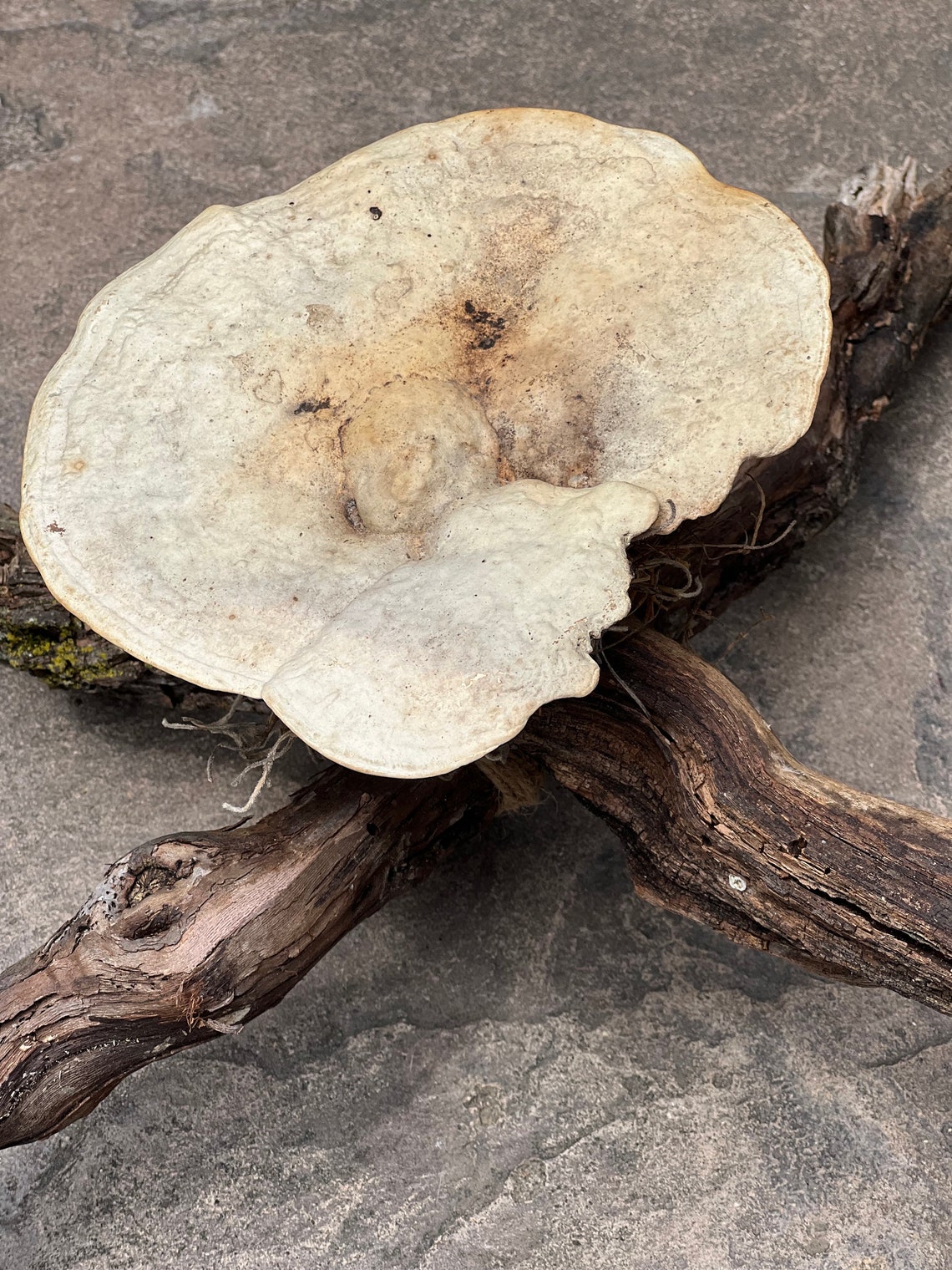 Grapevine Branch and Mushroom Cross Religious Nature Inspired Home ...