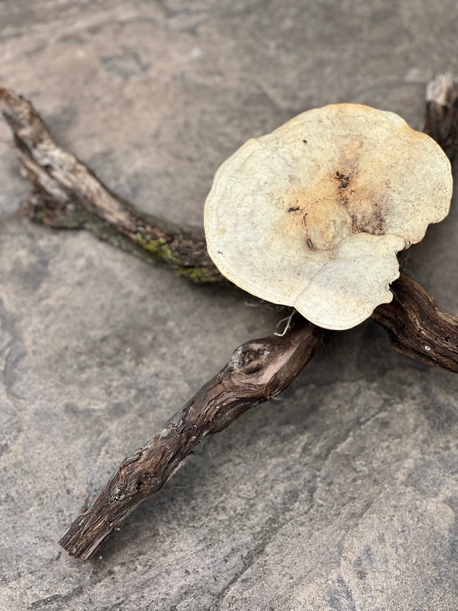 Grapevine Branch and Mushroom Cross | Religious Nature Baptism Home ...