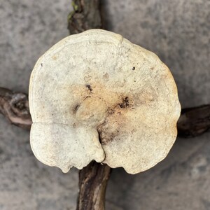 Grapevine Branch and Mushroom Cross | Religious Nature Baptism Home ...