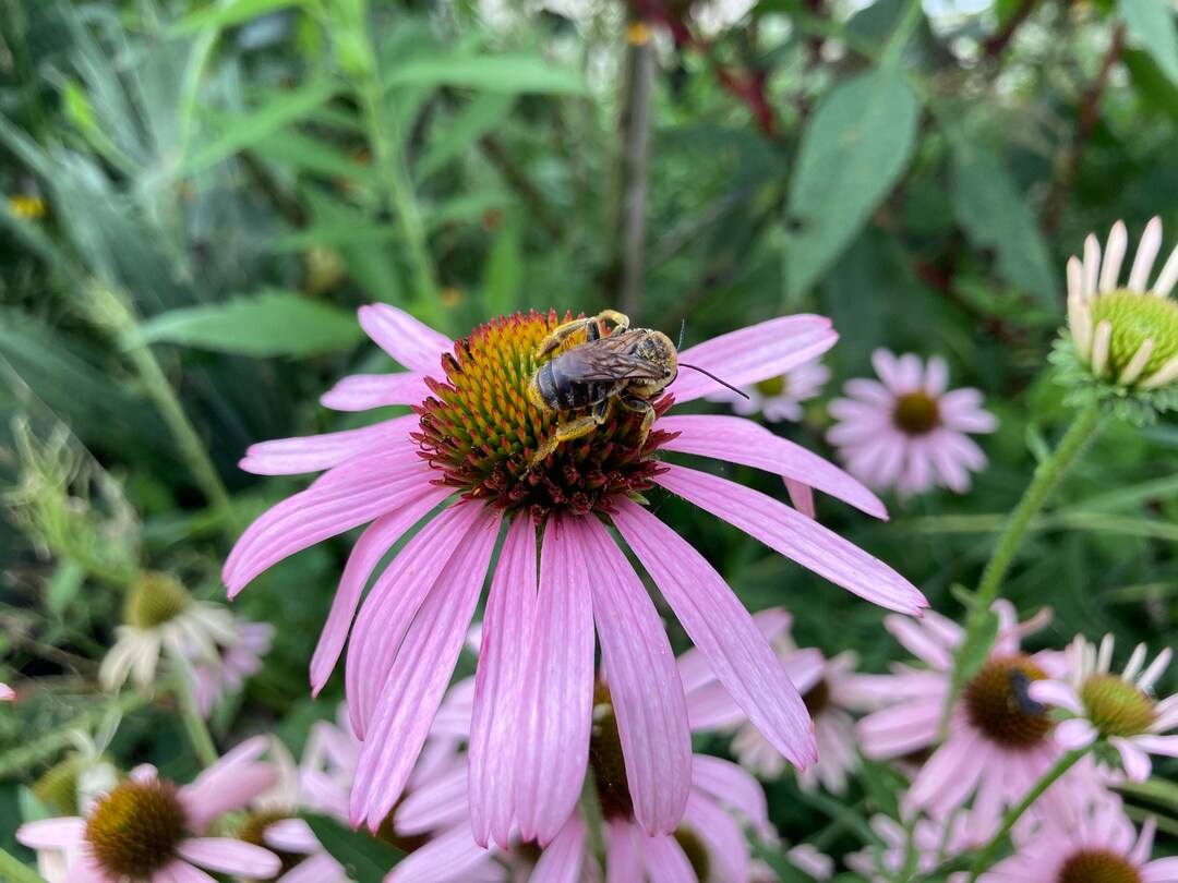 30 Seeds Tennessee Coneflower Echinacea Tennesseensis - Etsy