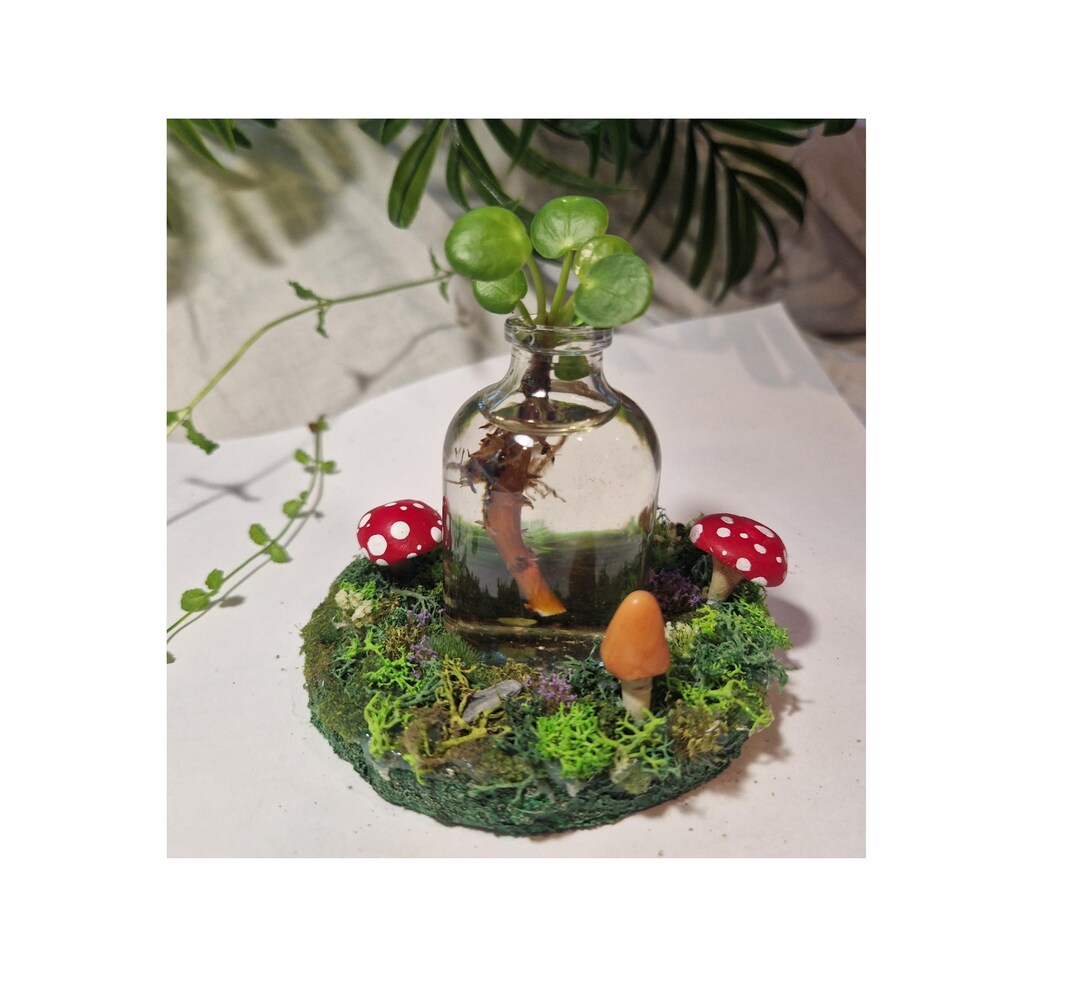 Mushroom Planter Propagation and Cutting Planter, Plant Pot, Forest ...