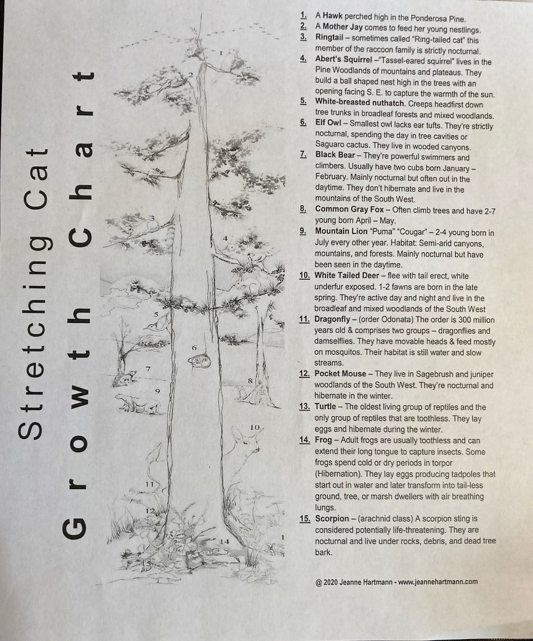 Stretching Cat Growth Chart - Etsy