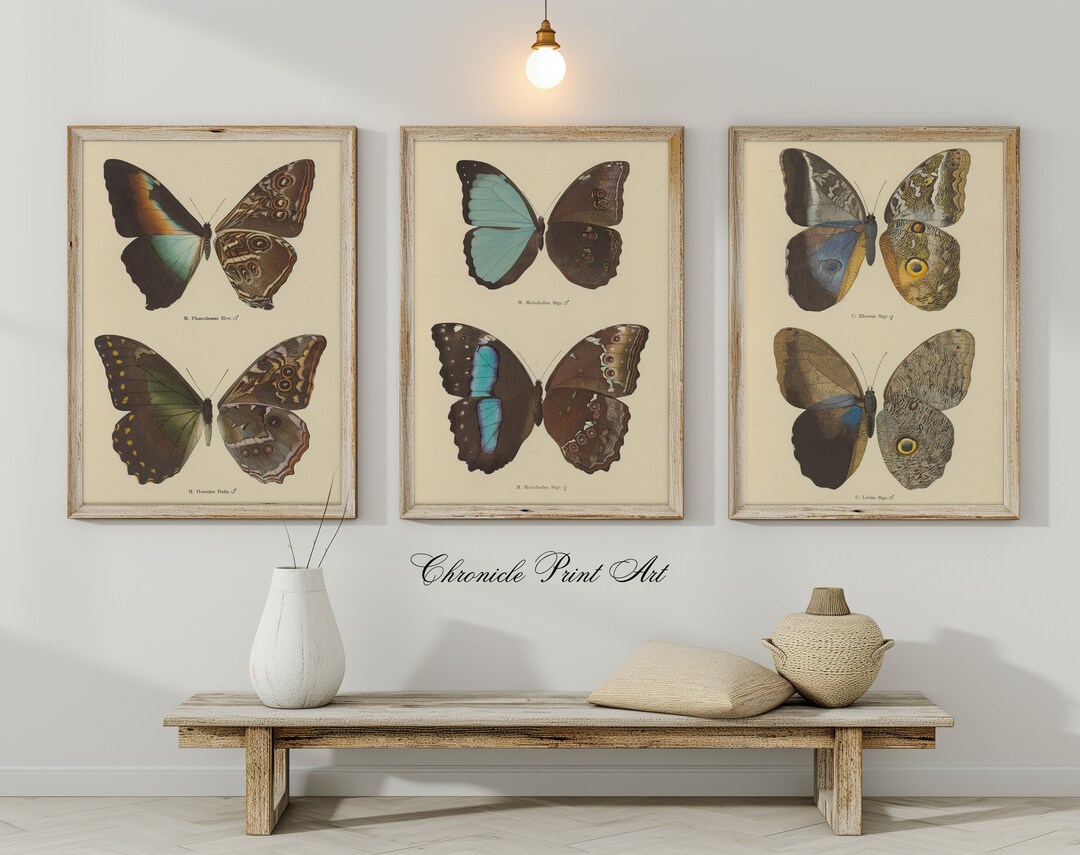 Entomology Butterfly Print, Set of 3 Prints, Antique Butterfly Artwork ...
