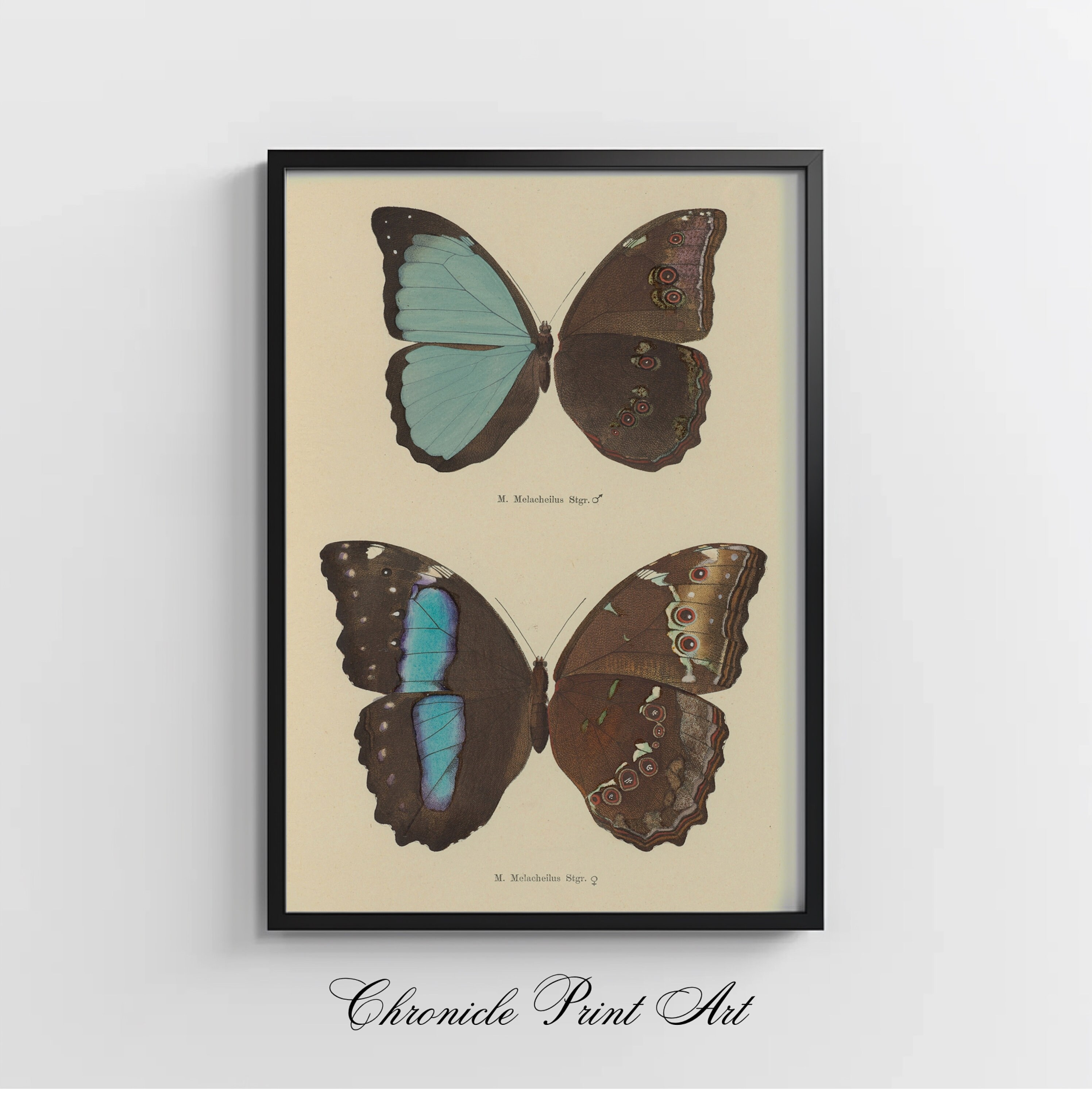 Entomology Butterfly Print, Set of 3 Prints, Antique Butterfly Artwork ...