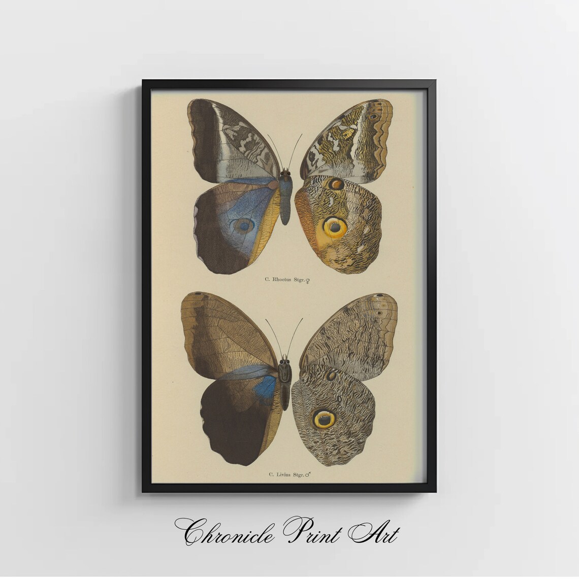 Entomology Butterfly Print, Set of 3 Prints, Antique Butterfly Artwork ...
