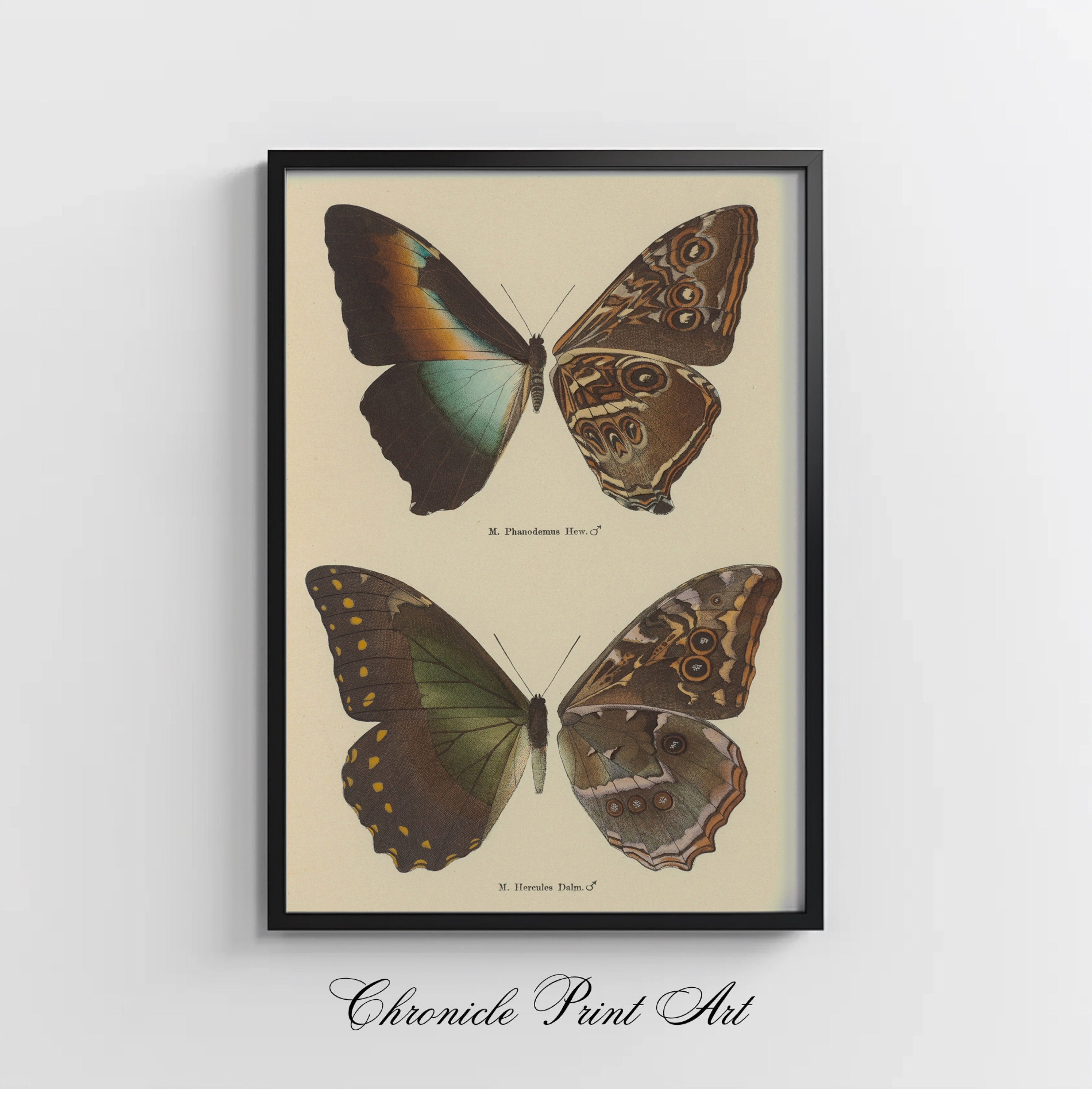 Entomology Butterfly Print, Set of 3 Prints, Antique Butterfly Artwork ...