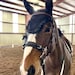Custom Horse Ear Bonnet - Fly Bonnet, Fly Veil - Design Your Own - Etsy