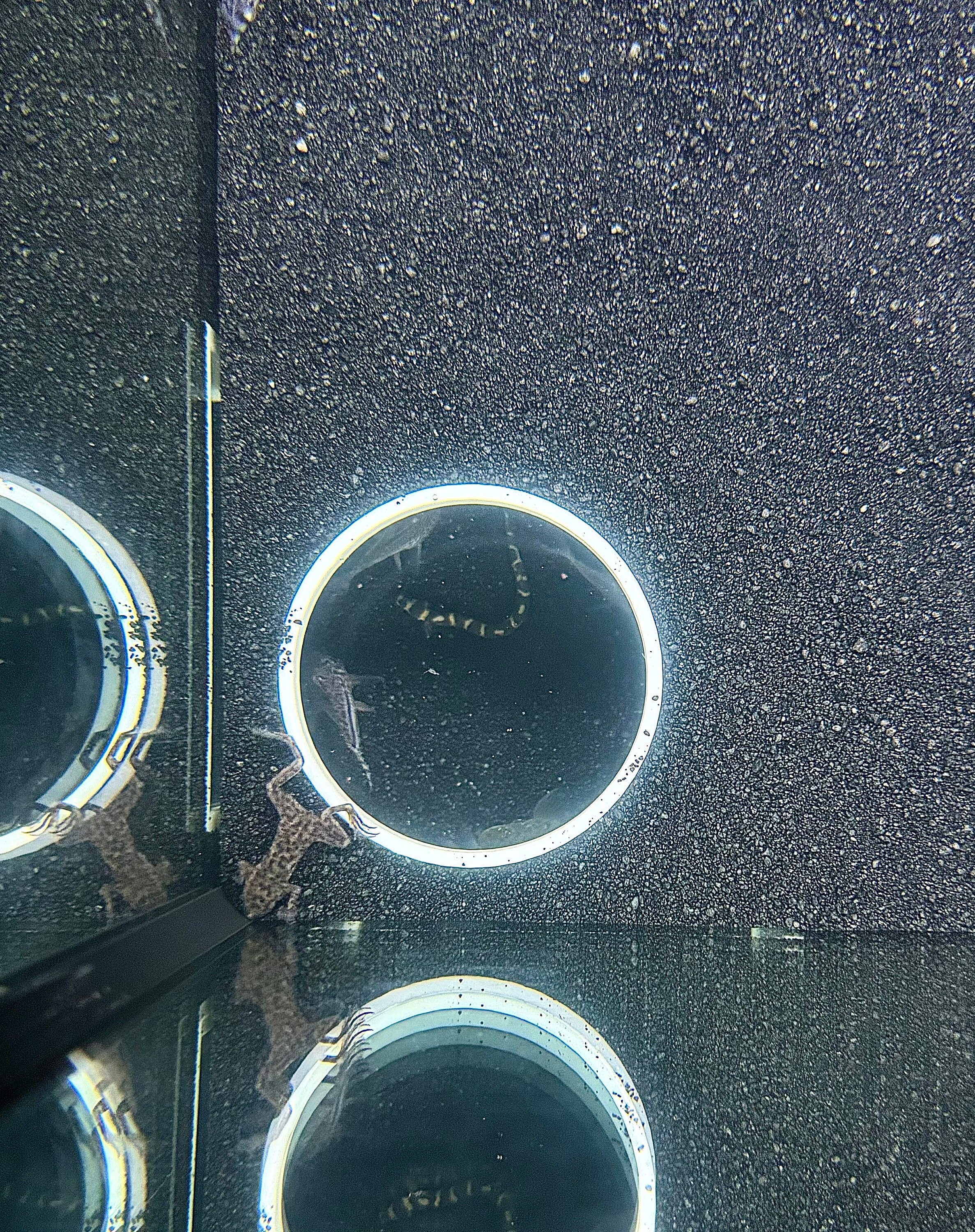 Aquarium Corner Hole Cave Underground Viewing Hide Kuhli Loach Dojo ...
