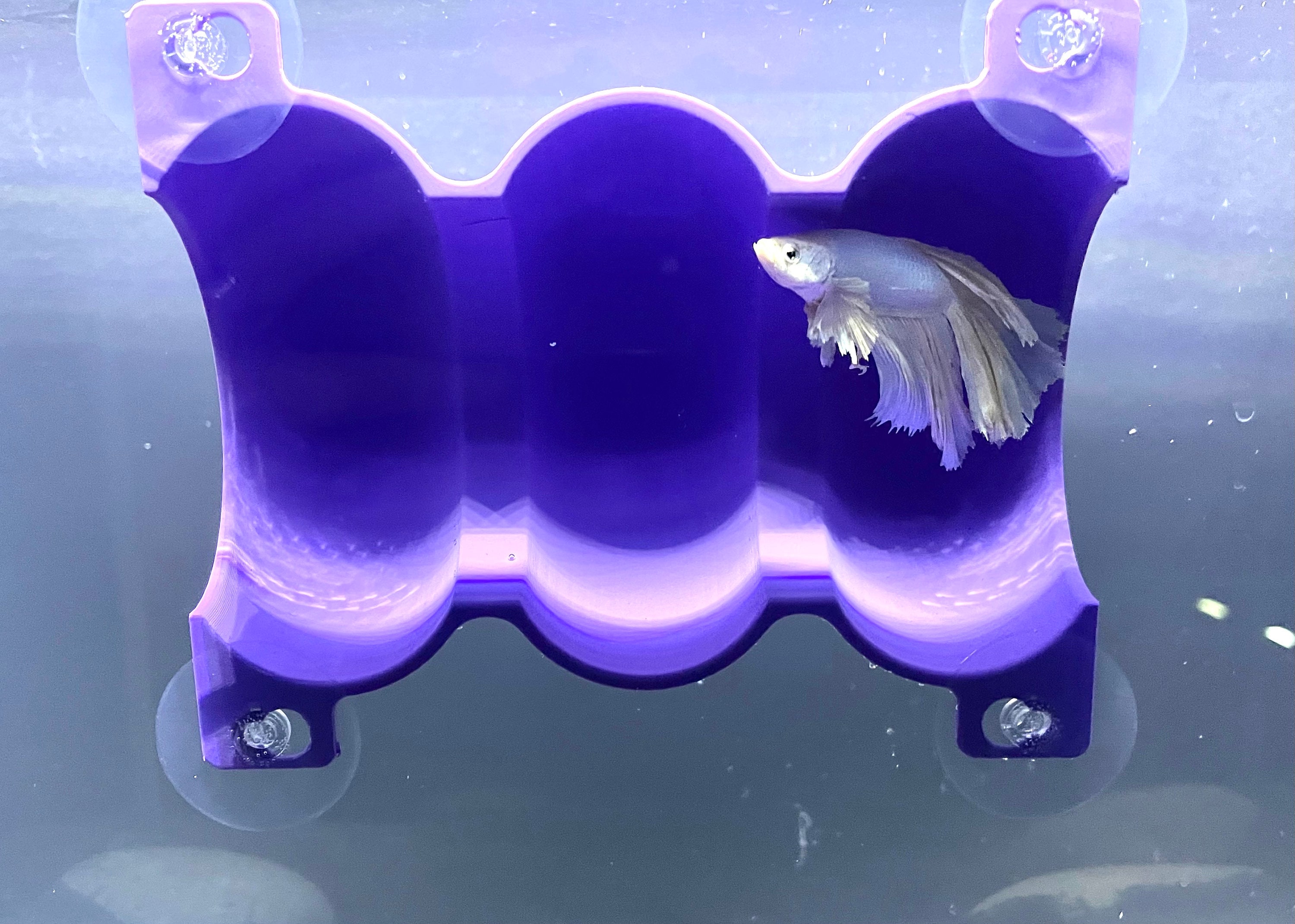 Betta Cave Decoration, Betta Fish Hide, Fish Tank Decoration for Betta ...