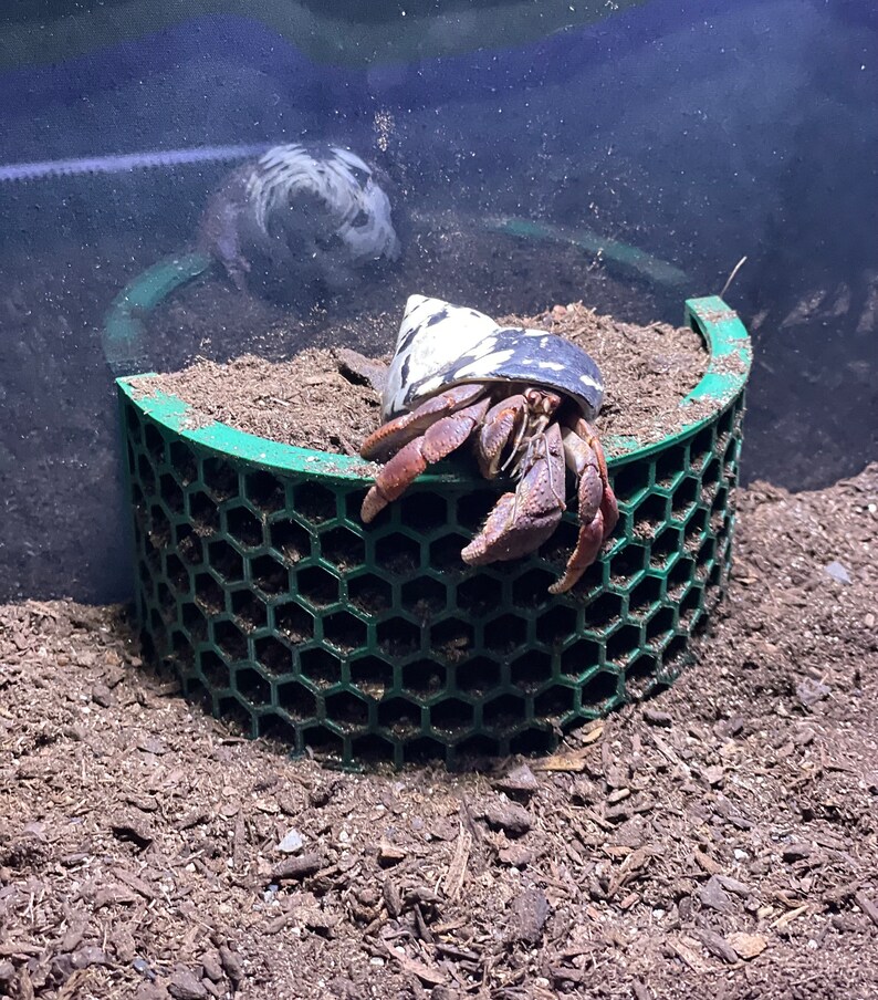 Hermit Crab Climbing Bridge, Hermit Crab Toy Bridge, Hermit Crab ...