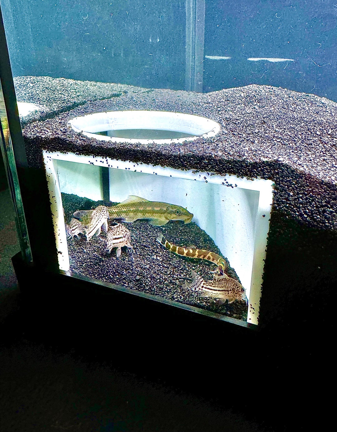 Aquarium Corner Hole Cave Underground Viewing Hide Kuhli Loach Dojo ...