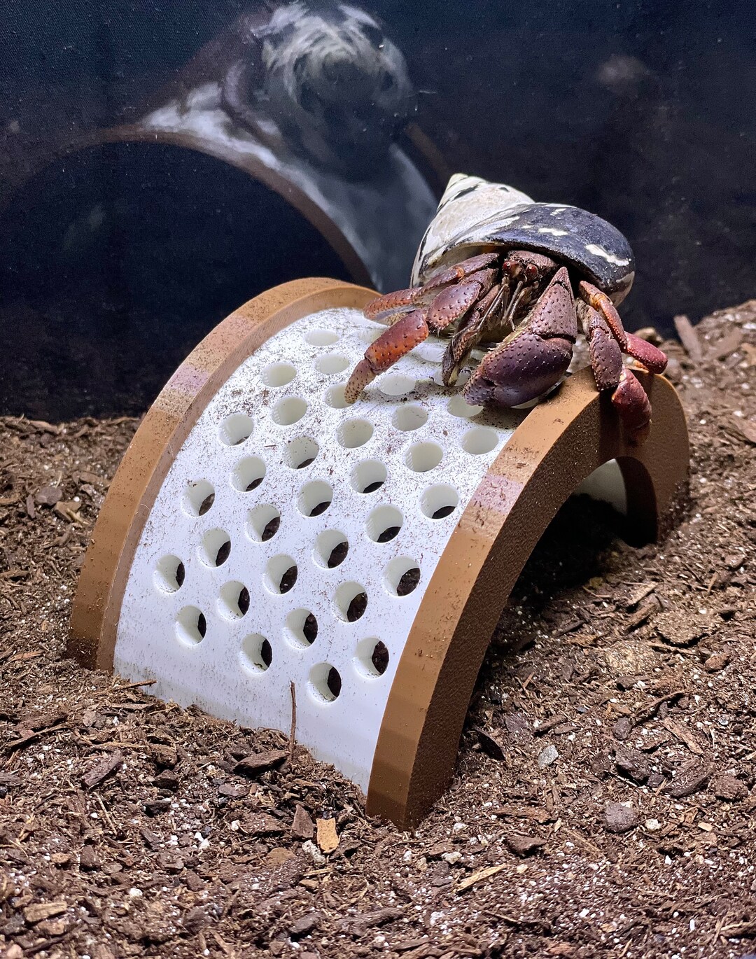 Hermit Crab Toy Bridge, Hermit Crab Climbing Bridge, Hermit Crab ...