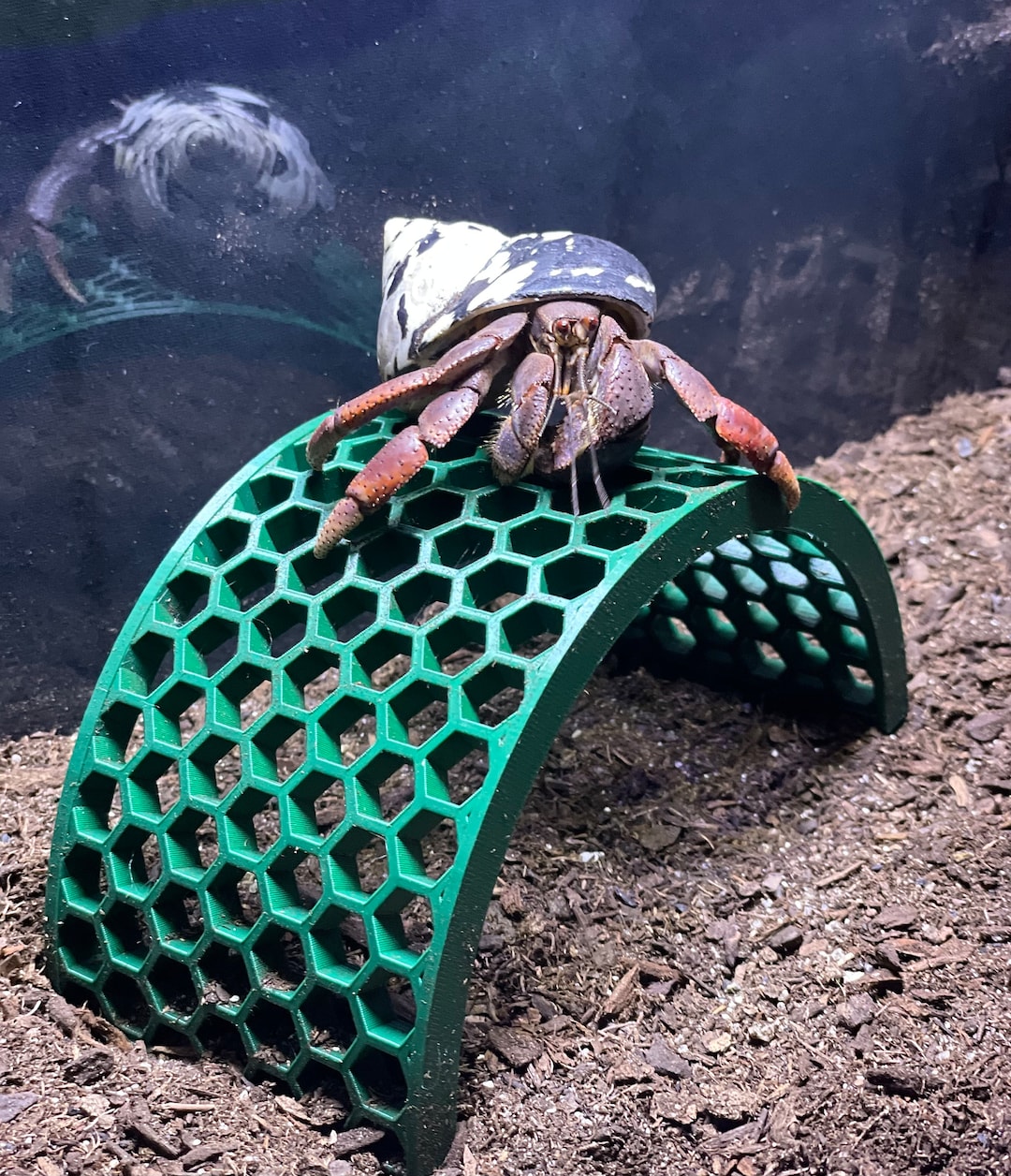 Hermit Crab Climbing Bridge, Hermit Crab Toy Bridge, Hermit Crab ...
