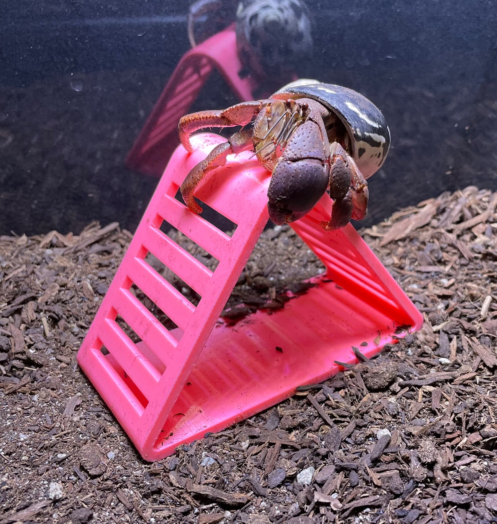 Hermit Crab Climbing Triangle Hermit Crab Tank Decor Decorations ...
