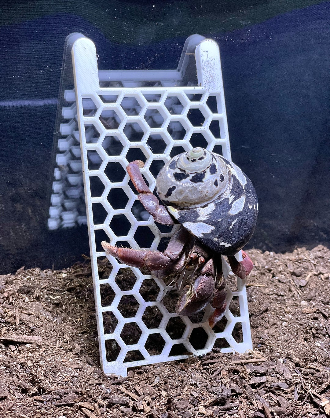 Hermit Crab Ladder Climbing Wall, Hermit Crab Climbing Ladder, Hermit ...