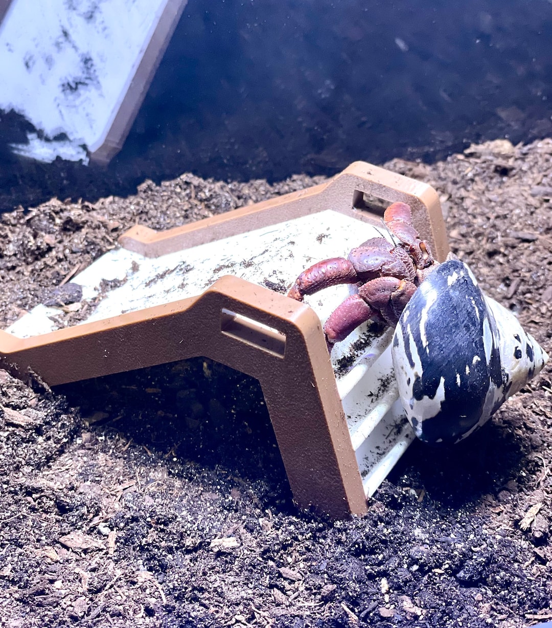 Hermit Crab Decor Slide, Hermit Crab Climbing Slide, Hermit Crab ...
