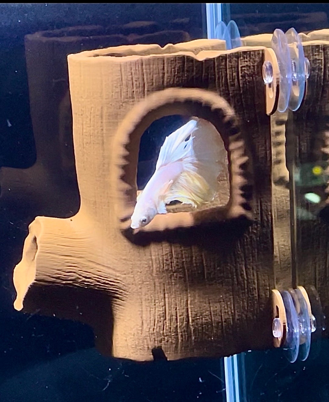 Betta Log Tunnel Wall Hide, Betta Fish Tank Hideout Toy, Betta Aquarium ...