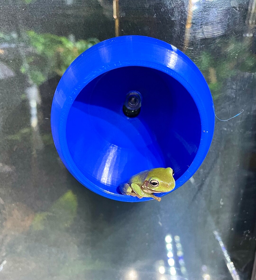 Gecko Frog Wall Decor Sphere Hide Amphibian Reptile Tank Hammock ...