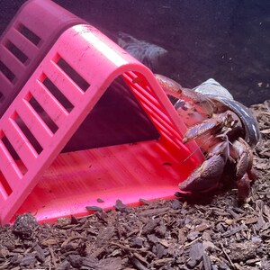 Hermit Crab Climbing Triangle Hermit Crab Tank Decor Decorations ...