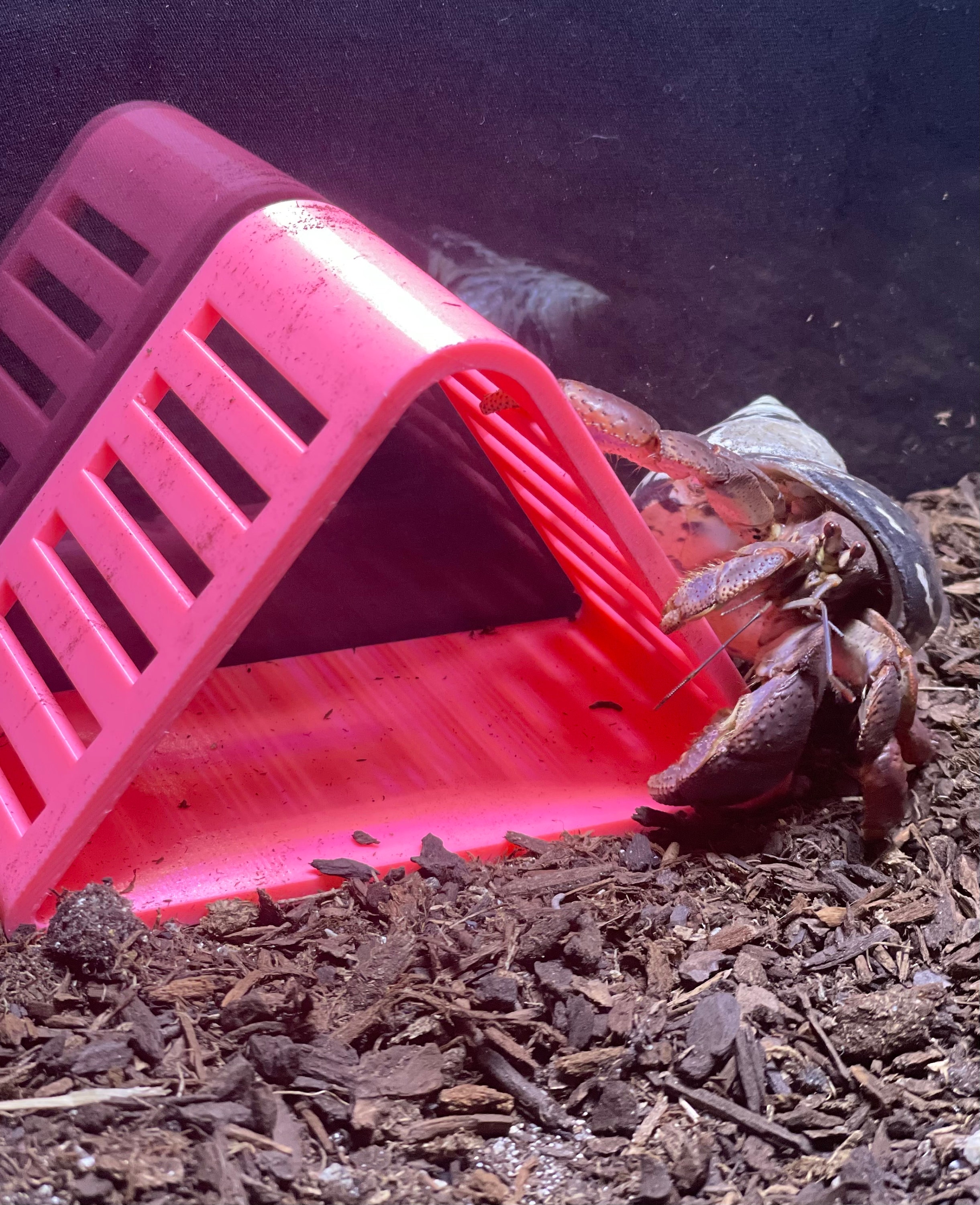 Hermit Crab Climbing Triangle Hermit Crab Tank Decor Decorations ...