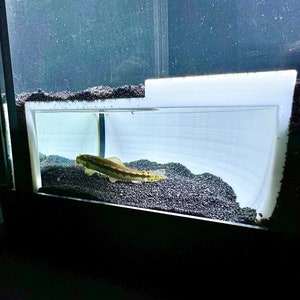 Aquarium Underground Cave Corner Curve Entrance Viewing Hide Kuhli ...