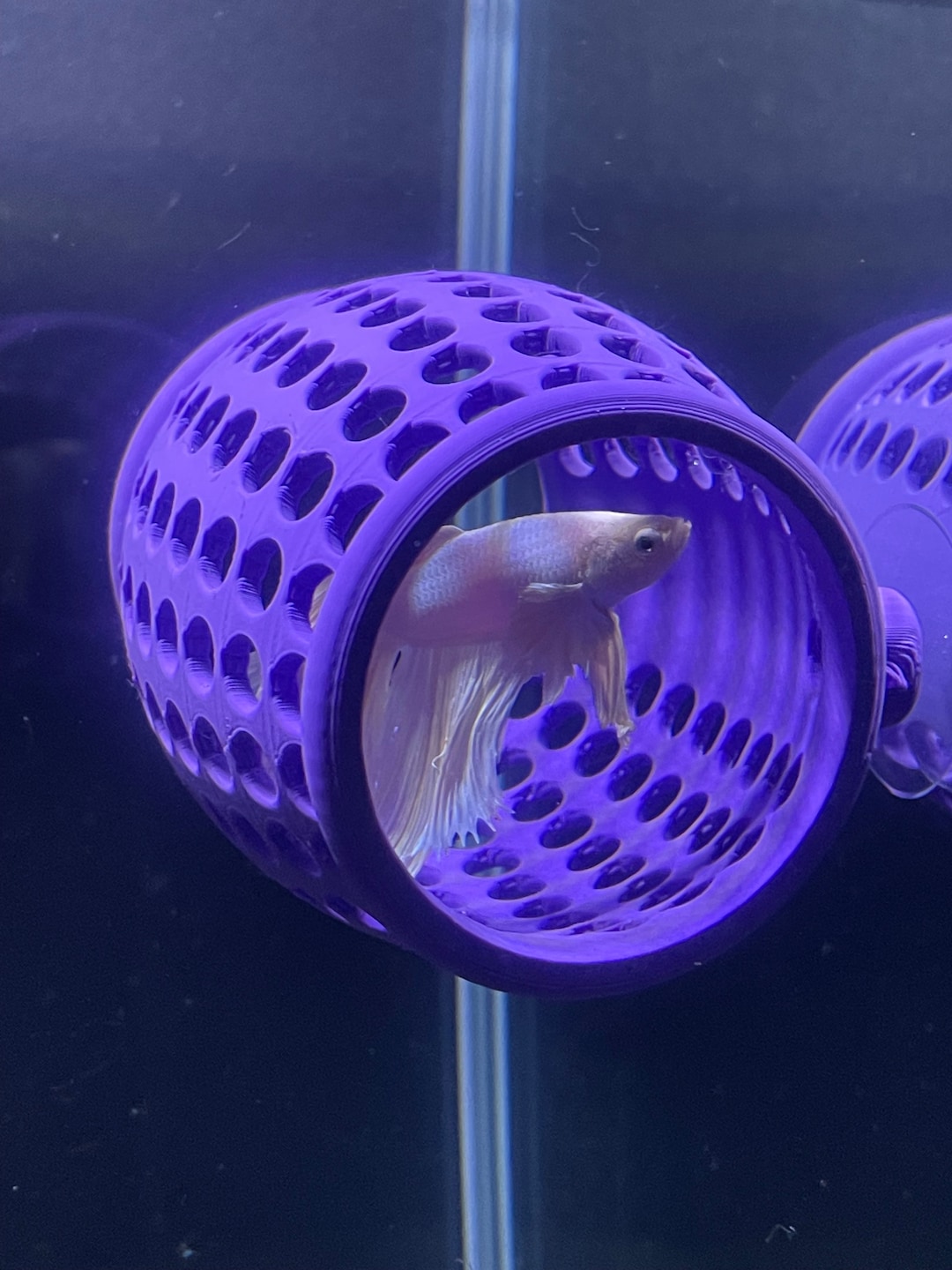 Betta Tunnel Hideout Cave Toy Aquarium Decoration Betta Hammock Decor ...