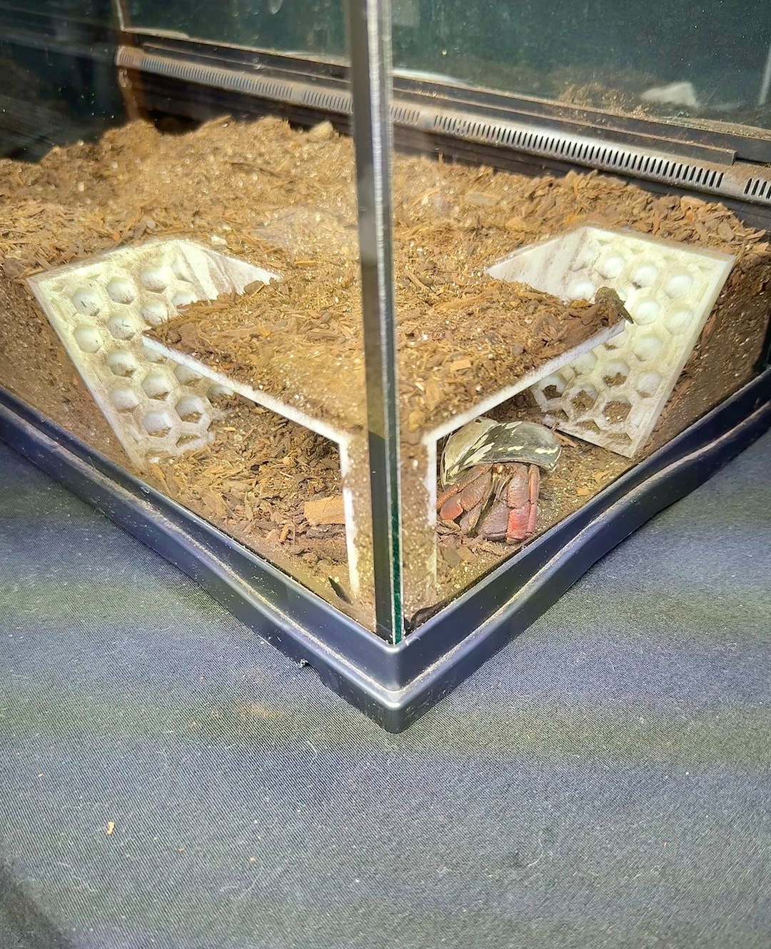 Hermit Crab Tank Decor Underground Corner Climbing Tunnel Hermit Crab ...
