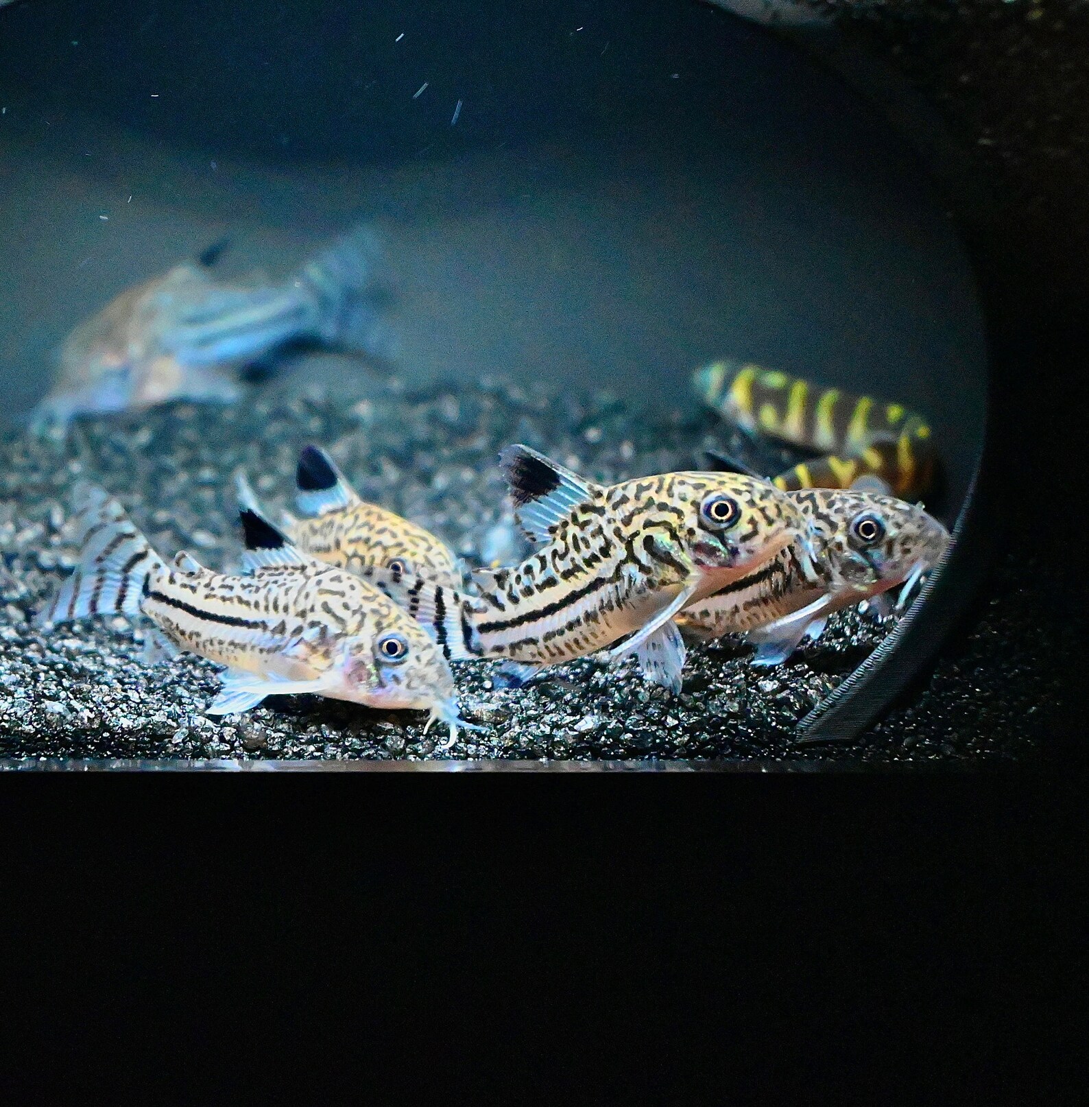 Fish Tank Cave Dome Aquarium Decor Hideout Perfect for Cory Catfish ...