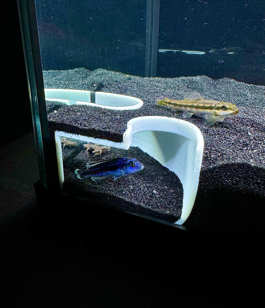 Aquarium Decor Corner Double Hole Cave Underground Viewing Hide Kuhli ...