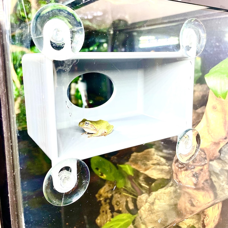 Frog Tank Enrichment - Etsy
