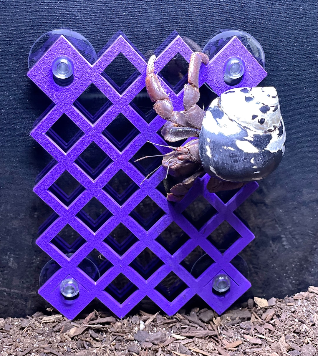 Hermit Crab Climbing Wall, Hermit Crab Climbing Ladder, Hermit Crab ...