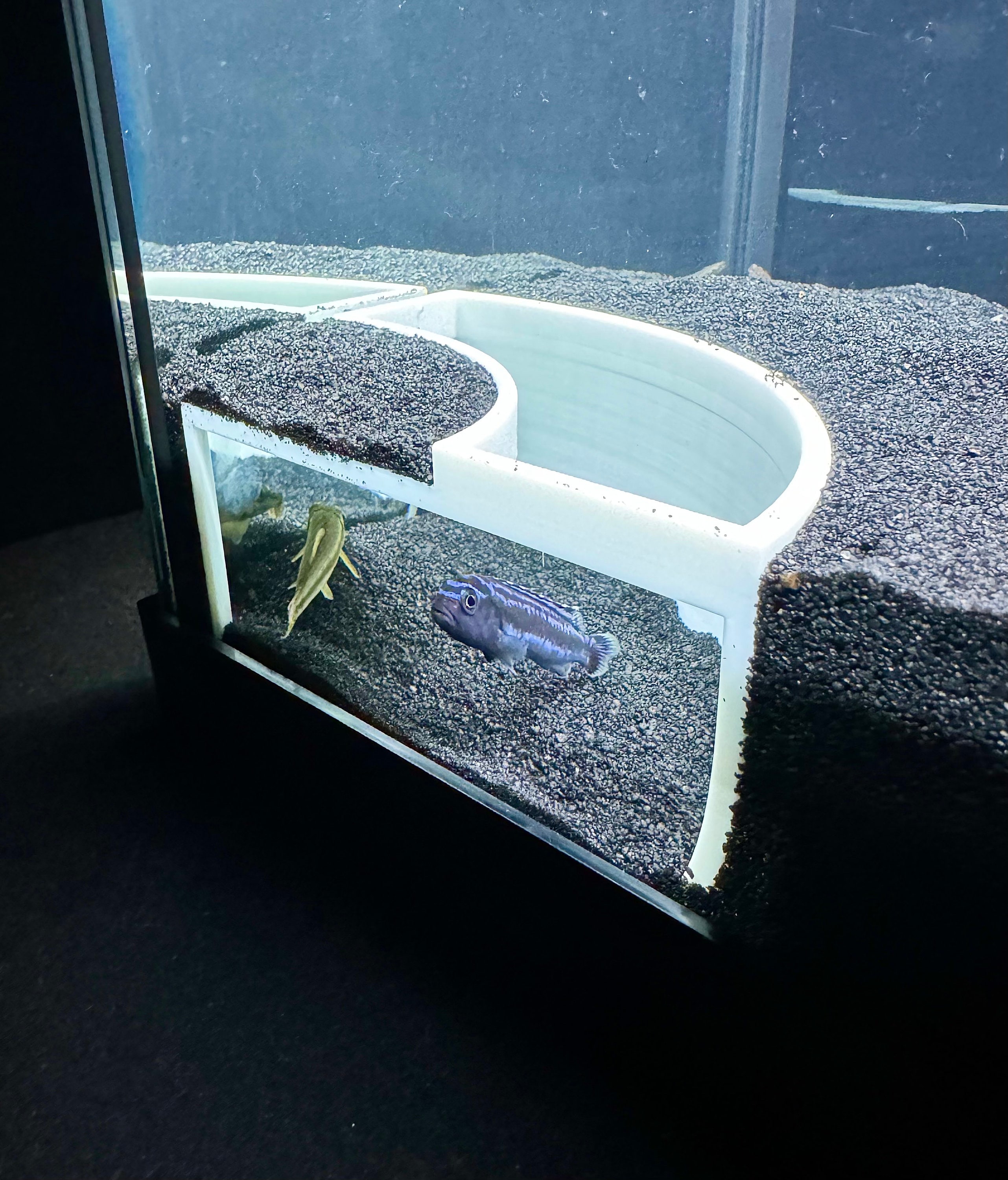 Aquarium Underground Cave Corner Curve Entrance Viewing Hide Kuhli ...