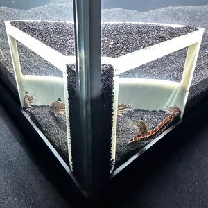 Aquarium Corner Cave Underground Viewing Hide Kuhli Loach Dojo Loach ...