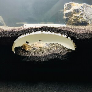 Bottom Dweller Aquarium Cave, Kuhli Loach Dojo Loach Corydoras Catfish ...