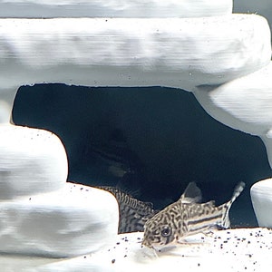 Aquarium Rock Corner Cave, Cichlid Cave, Kuhli Loach Dojo Loach ...