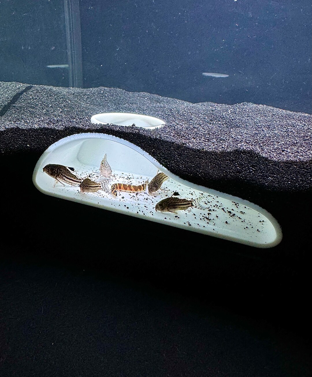 Bottom Dweller Underground Slope Cave Aquarium Aquascape Hideout Cave ...