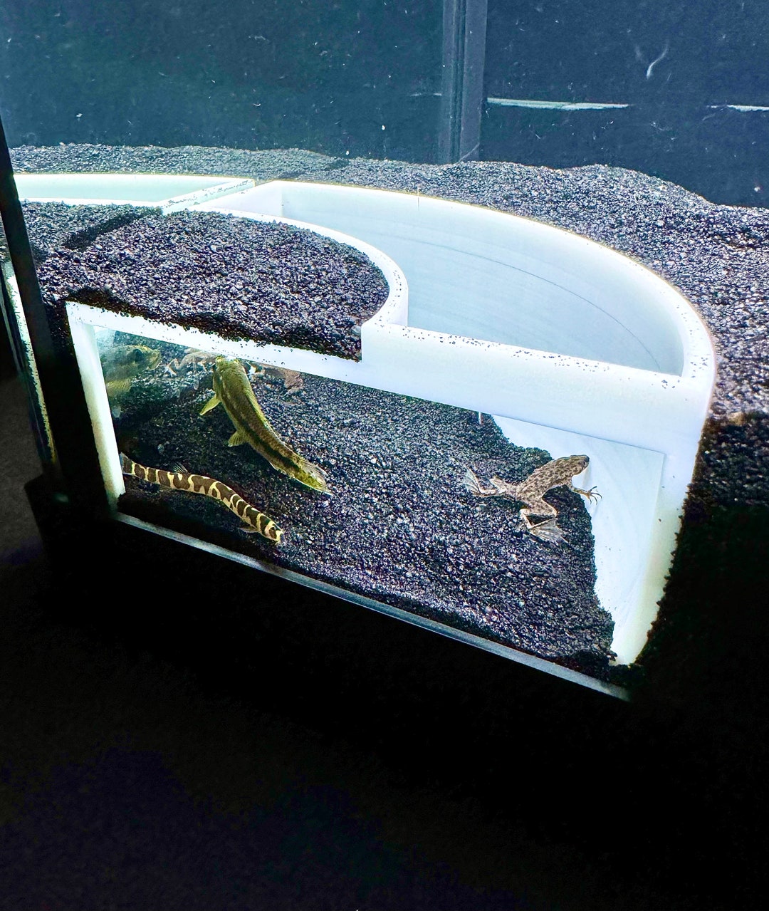 Aquarium Underground Cave Corner Curve Entrance Viewing Hide Kuhli ...
