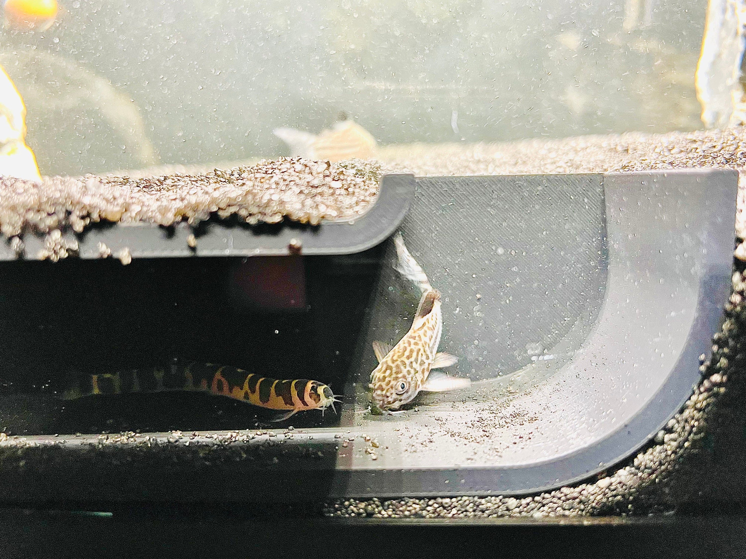 Aquarium Underground Cave Hide Fish Tank Decoration, Kuhli Loach Dojo ...