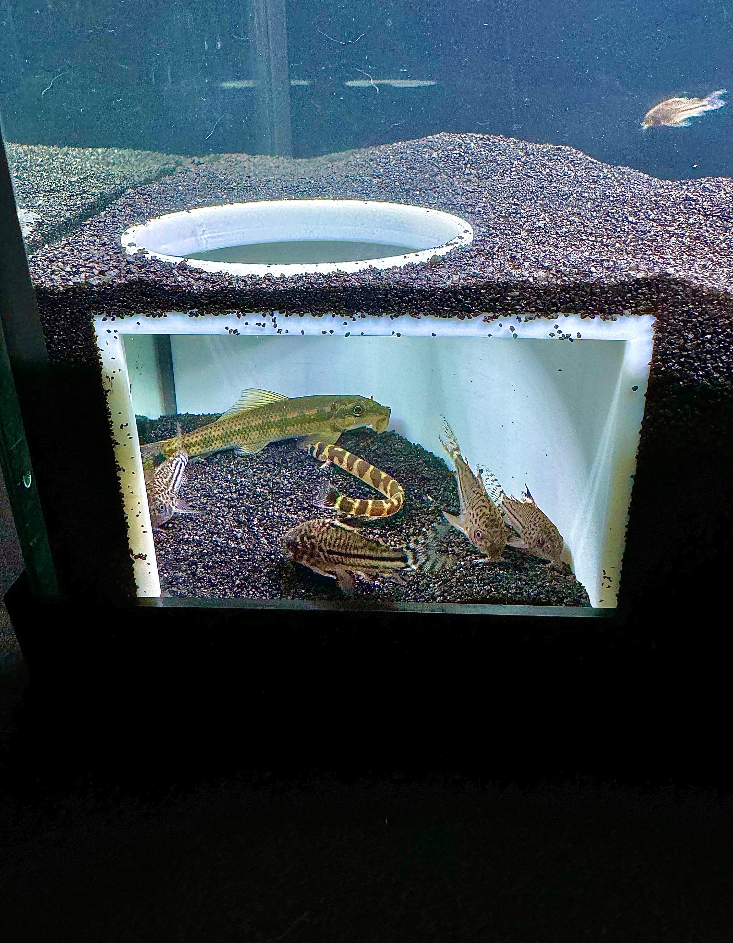 Aquarium Corner Hole Cave Underground Viewing Hide Kuhli Loach Dojo ...