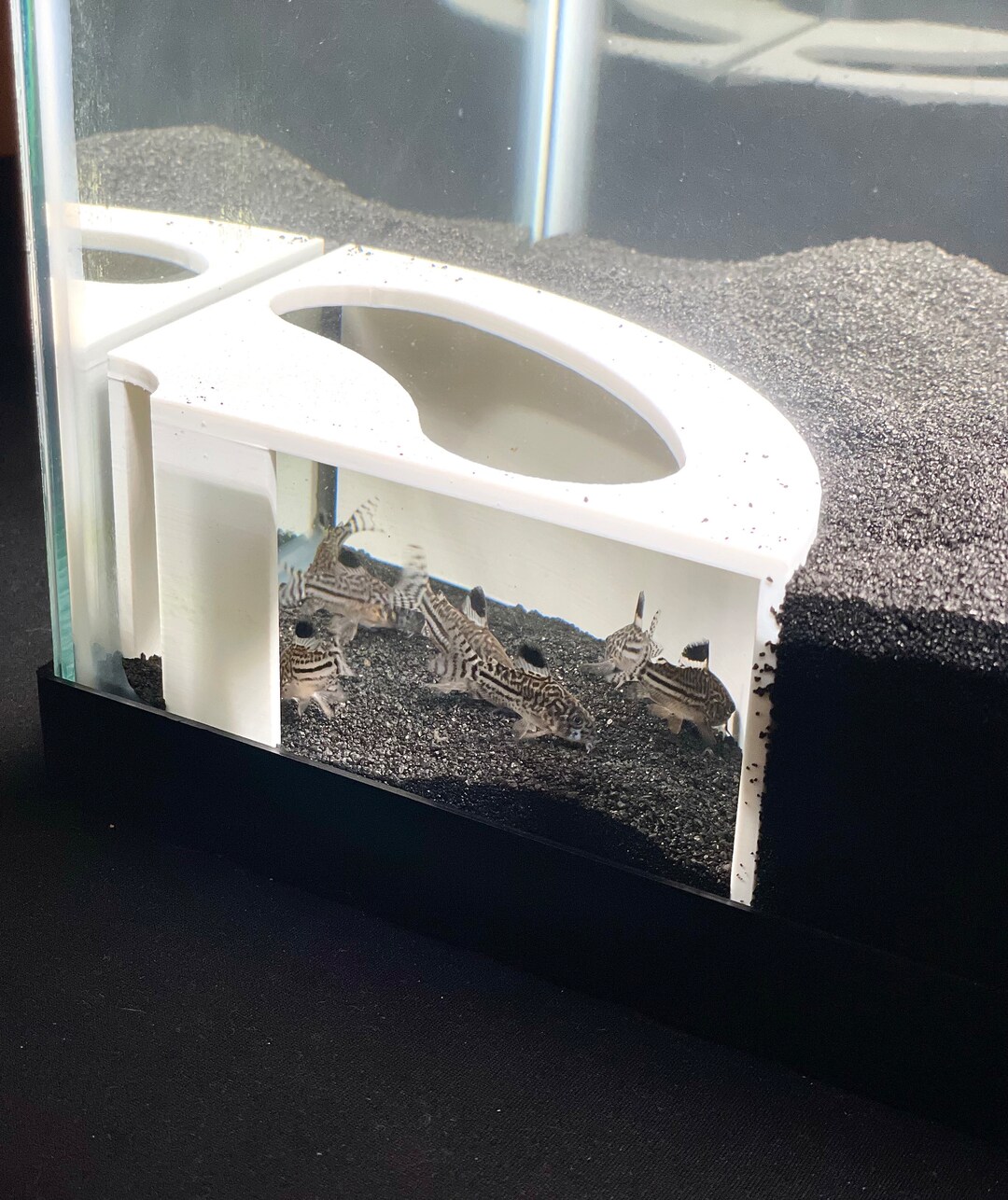 Aquarium Corner Underground Cave, Cichlid Cave, Kuhli Loach, Dojo Loach ...