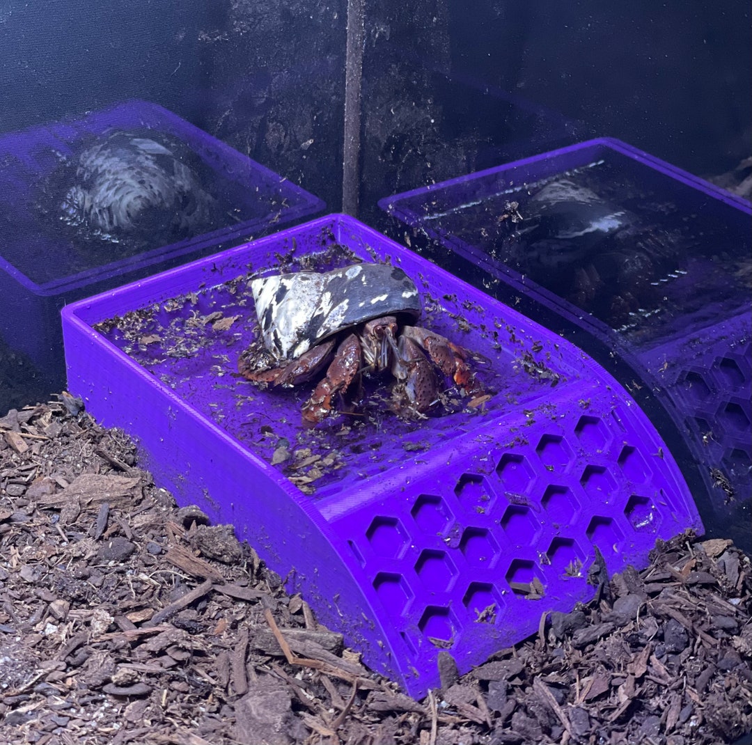 Hermit Crab Pool Decoration Hermit Crab Tank Ornament Toys Hermit Crab ...