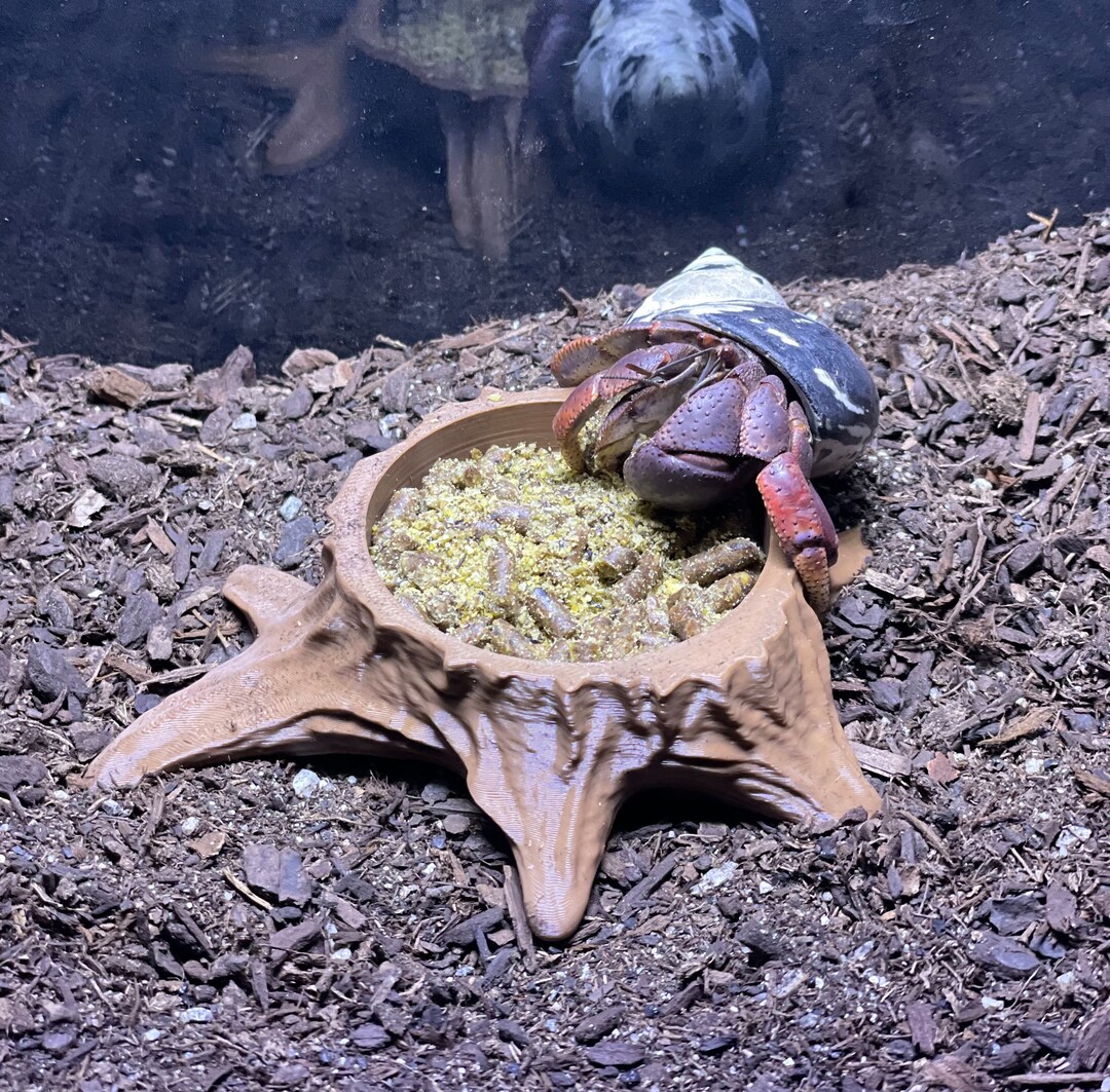 Hermit Crab Food Dish Tree Stump, Hermit Crab Decoration, Hermit Crab ...