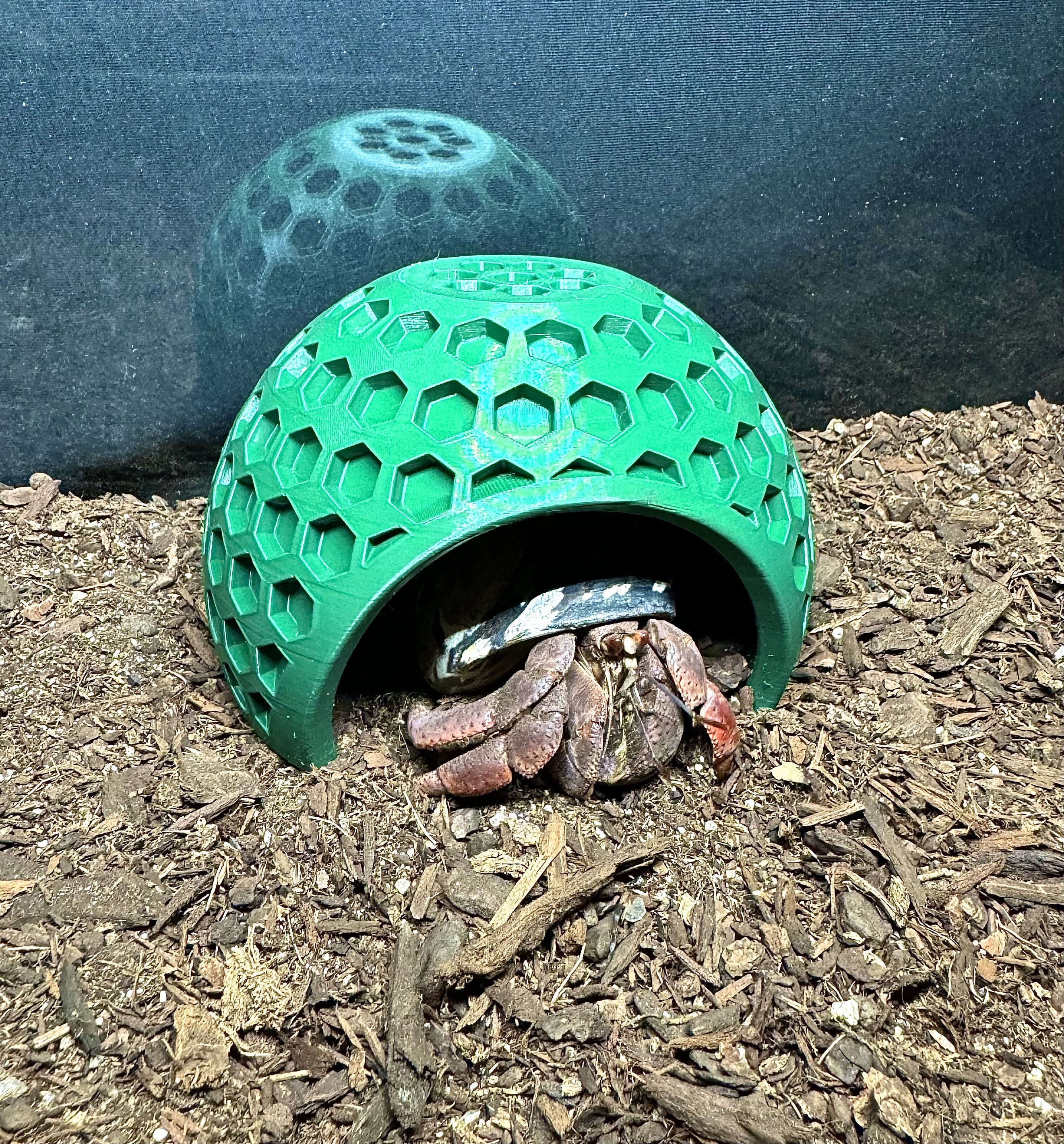 Hermit Crab Coconut Hide Hermit Crab Climbing Hideout Cave Hermit Crab ...
