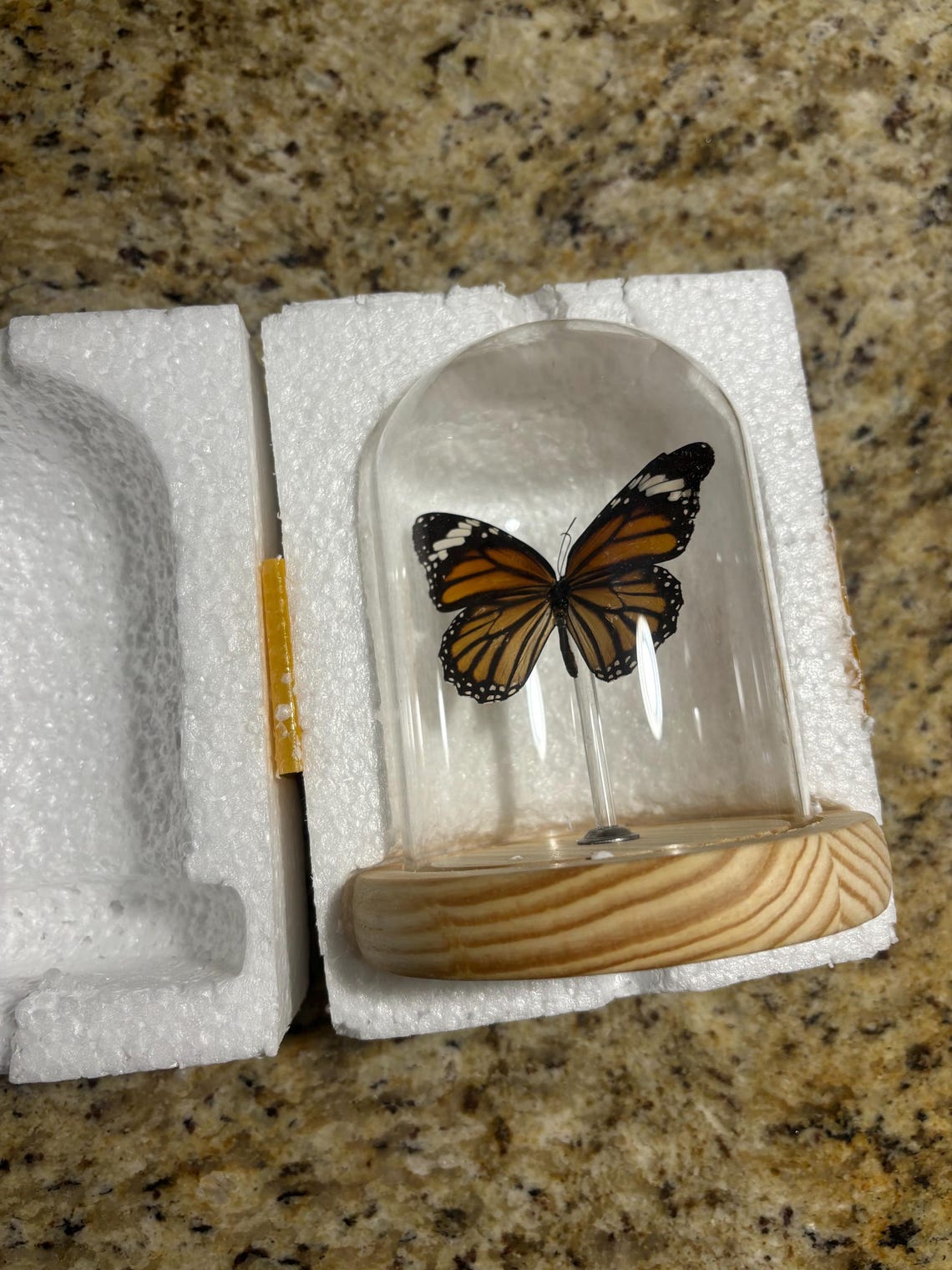 Handmade BUTTERFLY Light Display, LED Light Wood Base, Preserved ...
