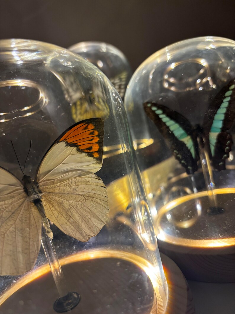 Handmade BUTTERFLY Light Display, LED Light Wood Base, Preserved ...