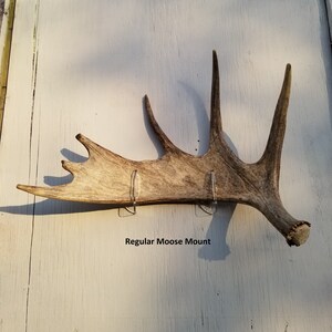 Acrylic Invisible Moose Paddle Wall Mount Display. Antler Not Included ...