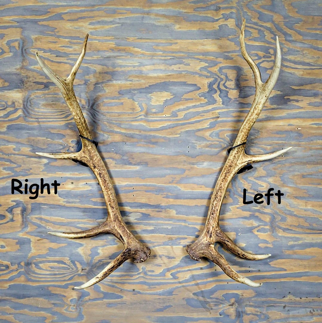 Metal Elk Shed Antler Wall Mount Display. Antler Not Included - Etsy