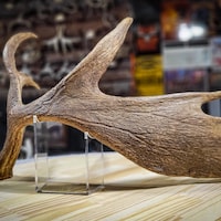 One-size-fits-all Invisible Shed Antler Stand - Etsy