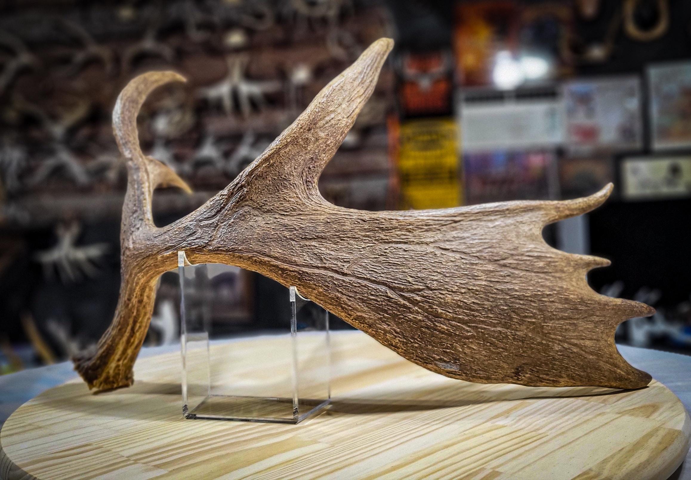 JUMBO Invisible Shed Antler STAND - Antler is Not for Sale - Etsy