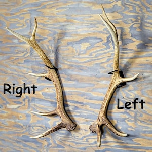 Metal Elk Shed Antler Wall Mount Display. Antler Not Included - Etsy